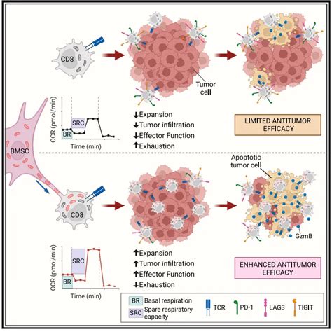 搜索：“{线粒体}” 生物谷