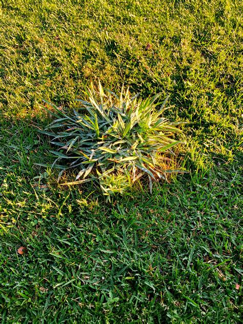 Everything You Need To Know About Crabgrass Progreen Blogs