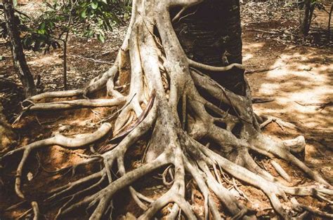 Bagian Struktur Luar Akar Adjar