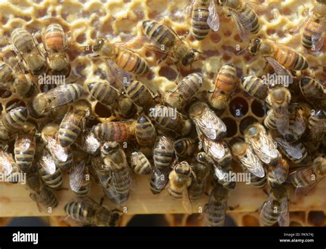 Honey Bees Work Together In Their Hive Stock Photo Alamy