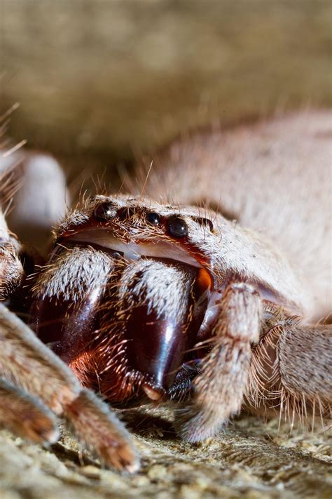 Spider Insect Huntsman Free Photo On Pixabay Pixabay