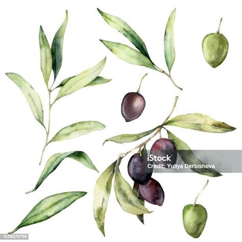 녹색과 검은 올리브 가지와 나뭇잎의 수채화 세트 흰색 배경에 격리된 손으로 그린 자연 요소 디자인 인쇄 직물 또는 배경에 대한 식물 그림 드로잉에 대한 스톡 벡터 아트 및