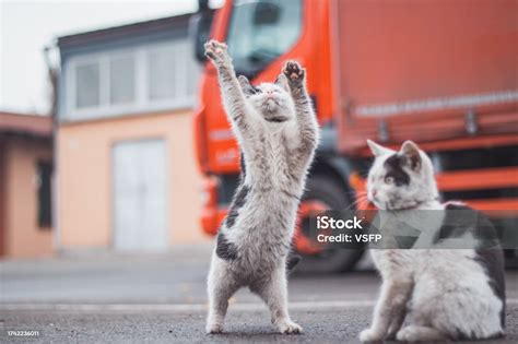 귀엽고 활기찬 새끼 고양이 무리가 뛰어다니며 서로 놀아요 네 발 달린 아기의 귀여움 고양이 가족 함께 노는 어린 딸들 고양이 새끼에 대한 스톡 사진 및 기타 이미지 Istock