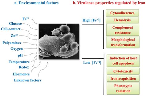 Biomolecules Special Issue Rna Binding Proteins—structure Function Networks And Disease