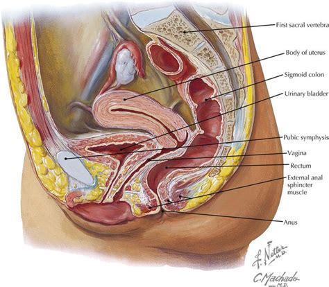 Hernia Sex TubeZZZ Porn Photos