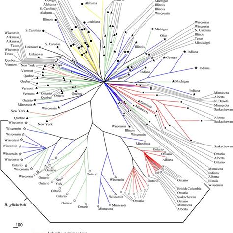 Majority Rule Extended Consensus Tree Constructed From 500 Bootstrap
