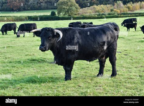 A Herd Of Welsh Black Aberdeen Angus Cross Cows With Intact Horns