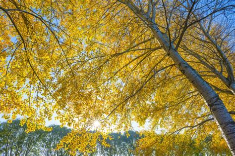 Foliage Of Deciduous Trees In Fall Colors In Sunlight In Autumn Stock