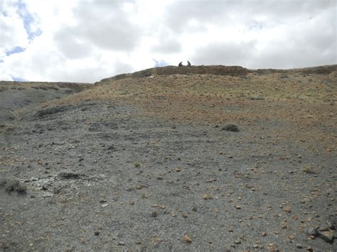 Ancient Pollen Grains Acting Like Sunscreen May Have Contributed To Mass Extinction