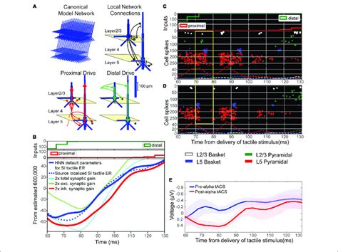 Computational Neural Modeling Suggests Enhanced Synaptic Gain Can Download Scientific Diagram