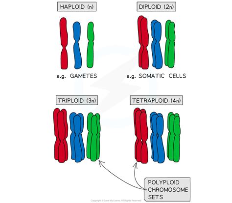 What Are Haploid And Diploid Cells