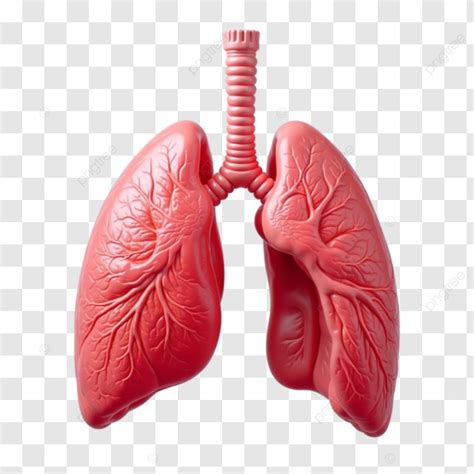 Scientific Illustrations Of Vascularization For Anatomy And Research