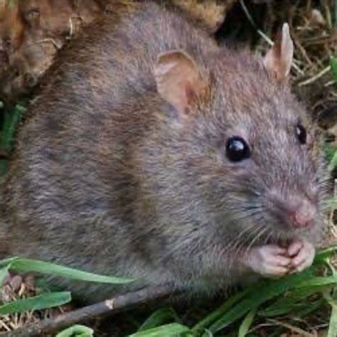 ขายหนูพุก ปลีก ส่ง ฟาร์มลาดกระบัง Bangkok