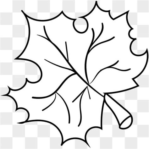 Download Maple Leaf Coloring Page Pngs Online Creative Fabrica
