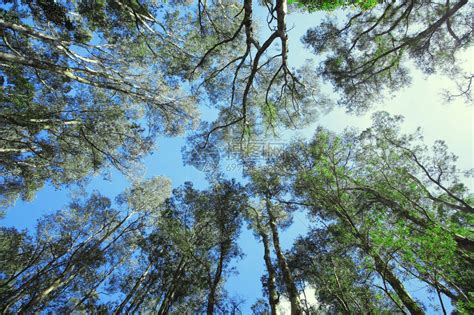 树冠高清图片下载 正版图片504660514 摄图网