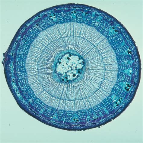Typical Animal And Plant Cells Microscope Slide Student Set