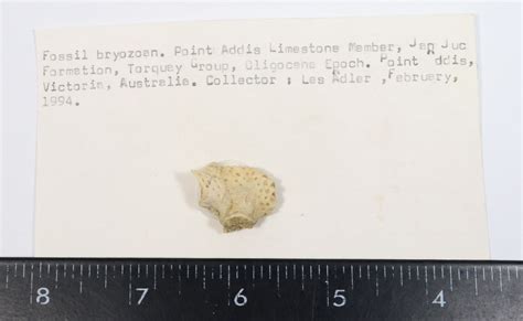 Bryozoan Fossil See Photo For More Details