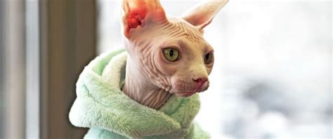 Daniel Lima Dev Community