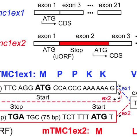 Differences In The Splice Variants Of Mouse Tmc1 Mtmc1 And Their Download Scientific Diagram