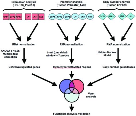 Experimental Design For Gene Expression Promoter Methylation And Copy Download Scientific