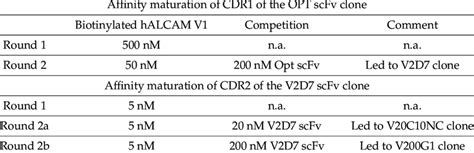Strategy For Affinity Maturation Using Phage Display Download Scientific Diagram