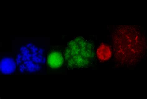 “bookmarks” On Stem Cell Genes Preserve Cell Identity Newsroom