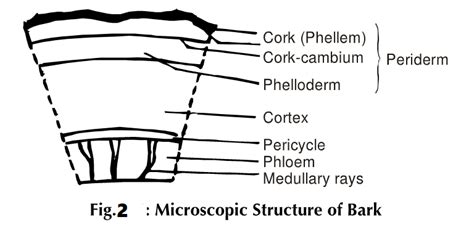 Tree Barks Definition Shapes And Method Of Collecting Biology Ease