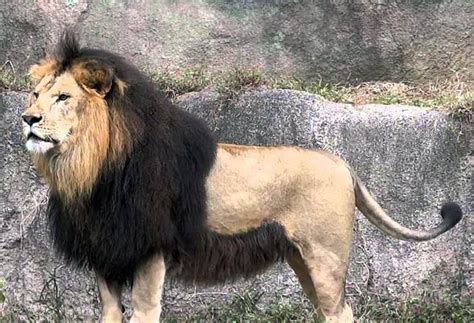 Black Mane Lion