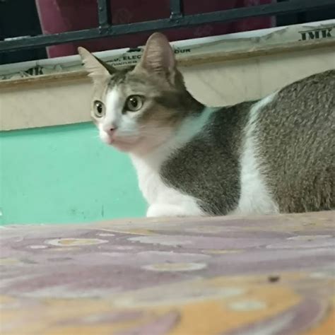 Sumita Chowdhury Youtube