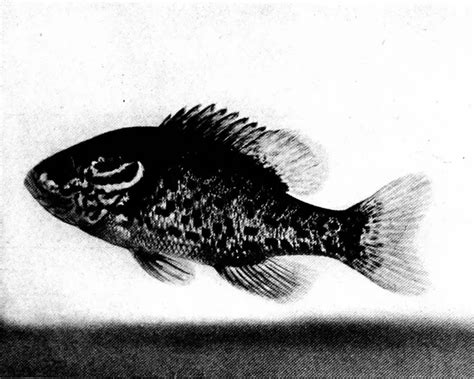 Orangespotted Sunfish Facts Diet Habitat And Pictures On Animaliabio