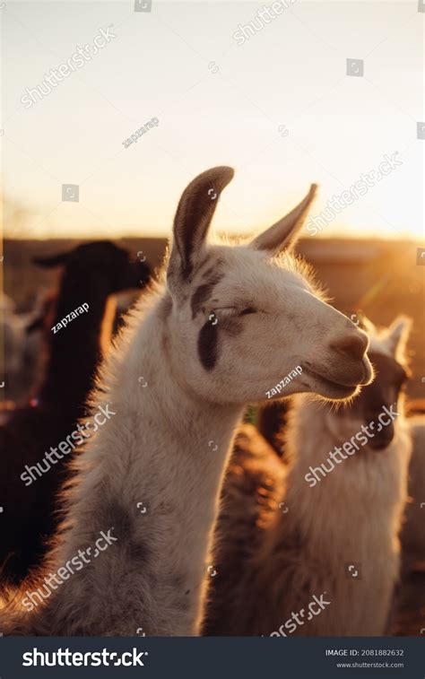 Adult Llama Stock Photos Images Photography Shutterstock