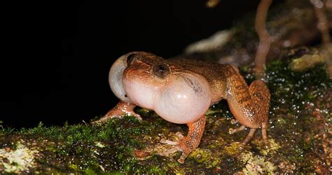 A New Sex Position For Frogs Has Been Discovered And It Skips The Foreplay