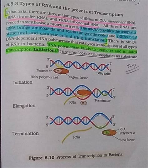 Types Of RNA And The Process Of Transcription In Bacteria There