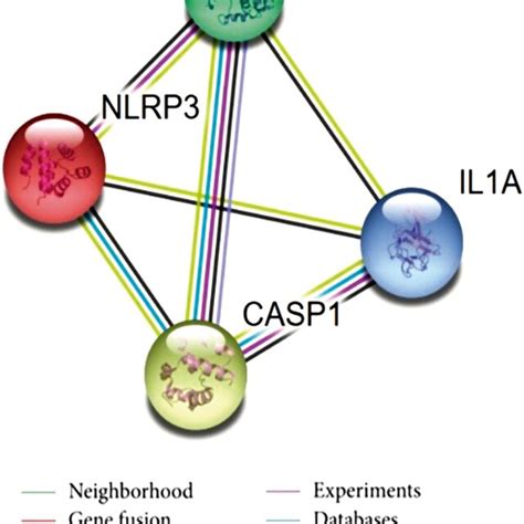 Protein Interaction Network Of Casp1 With Casp8 Nlrp3 And Il1a Using Download Scientific