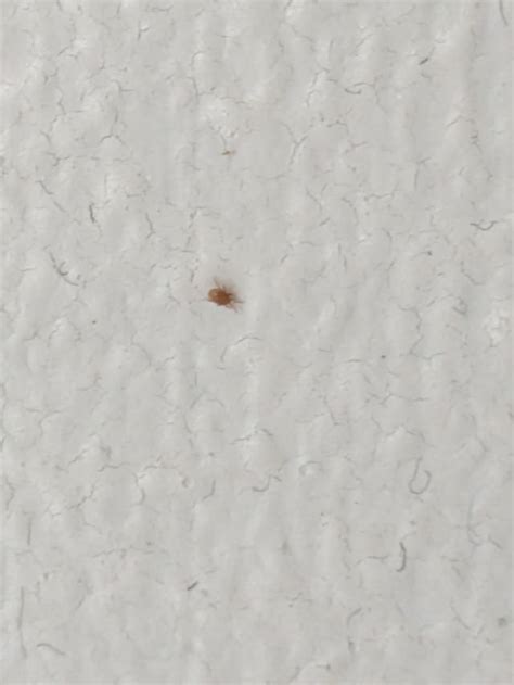 Are These Bedbugs Rbedbugs