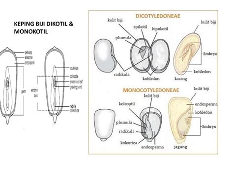 Gambar Struktur Biji Dikotil Dan Monokotil 53 Koleksi Gambar