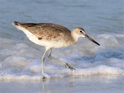 Willet Ebird