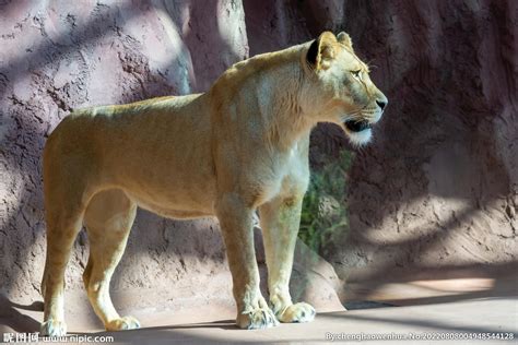 狮子摄影图 野生动物 生物世界 摄影图库 昵图网