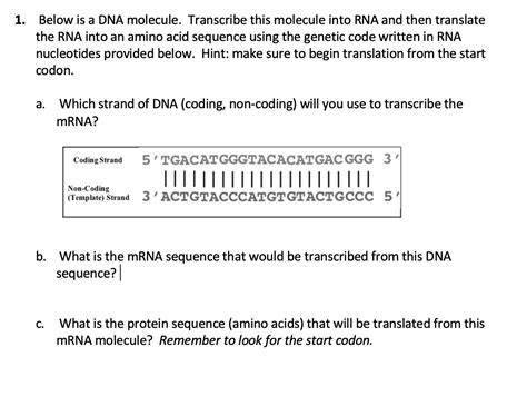 Solved Below Is A DNA Molecule Transcribe This Molecule Chegg