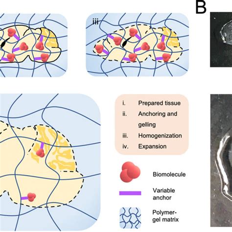 Basic Principles Of Expansion Microscopy A The General Protocol Of
