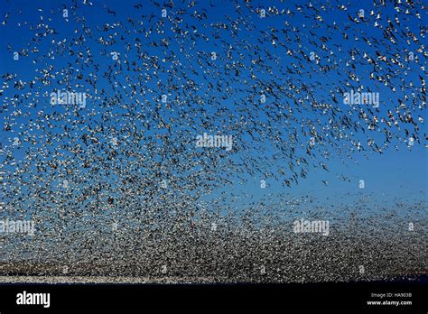 Snow Goose Migration Through National Parks Marks A Significant Natural Phenomenon Highlighting