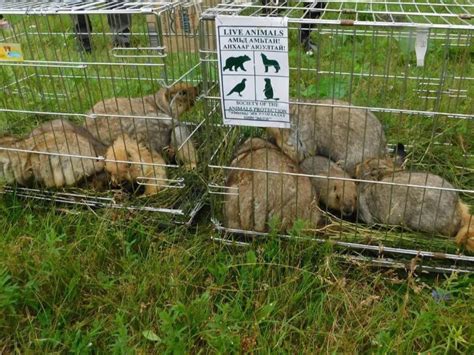 Орхоны хөндийд нутагшуулсан тарваганы тоо толгой өсжээ Isee Mn