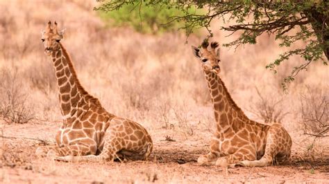 Evolution Taxonomy Scientific Classification Giraffe Conservation Foundation