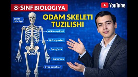 8 Sinf Odam Anatomiyasi Odam Skeleti Tuzilishi 2 Qism Youtube