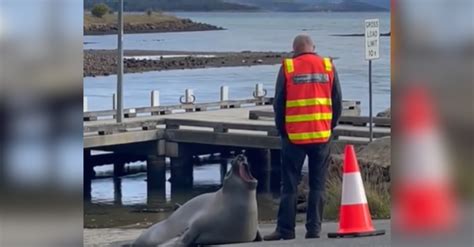 Neil The Seal — The Elephant Seal Taking Over Tasmania And Stealing Our