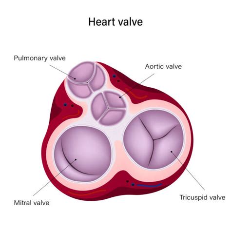 1200 Pulmonary Valve Foto Stok Potret And Gambar Bebas Royalti Istock