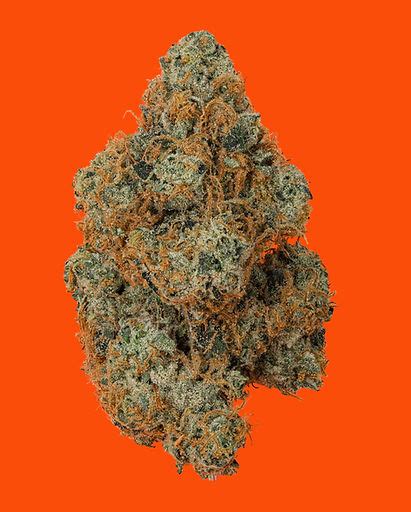Sweet Sting Strain Cannabis Ic Collective