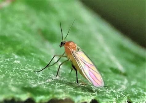 Sciaridae Bugguide Net