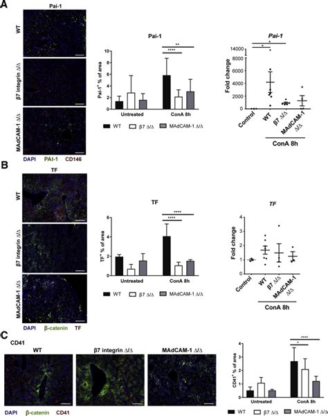 Madcam 1 α4β7 Integrin Mediated Lymphocyte Endothelium Interactions