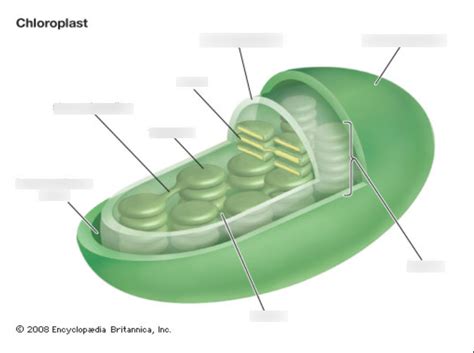 Chloroplast Structure Photosynthesis Diagram Quizlet